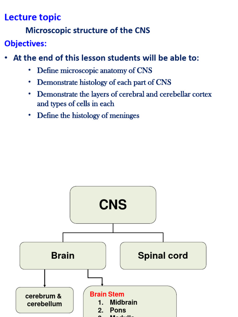3.1 CNS Histology 57 | PDF | Cerebellum | Central Nervous System