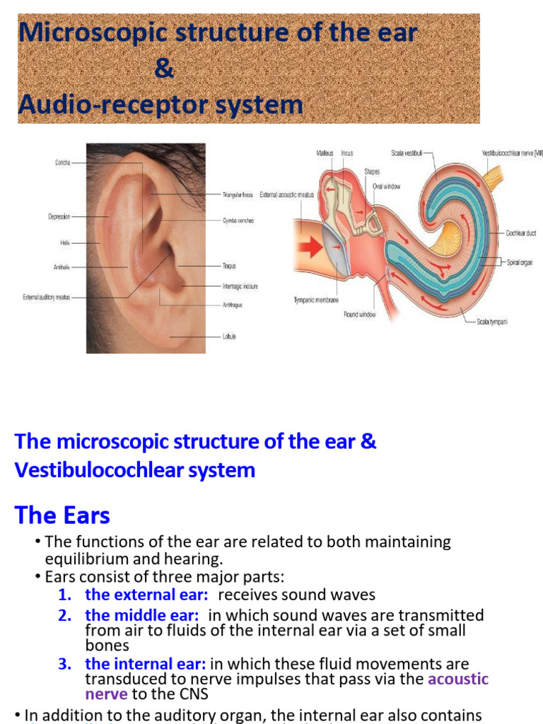3.3 Ear Histology 45 | PDF | Ear | Epithelium