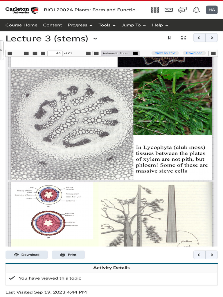Lecture 3 (Stems) - BIOL2002A Plants Form and Function (LEC) Fall 2023 ...