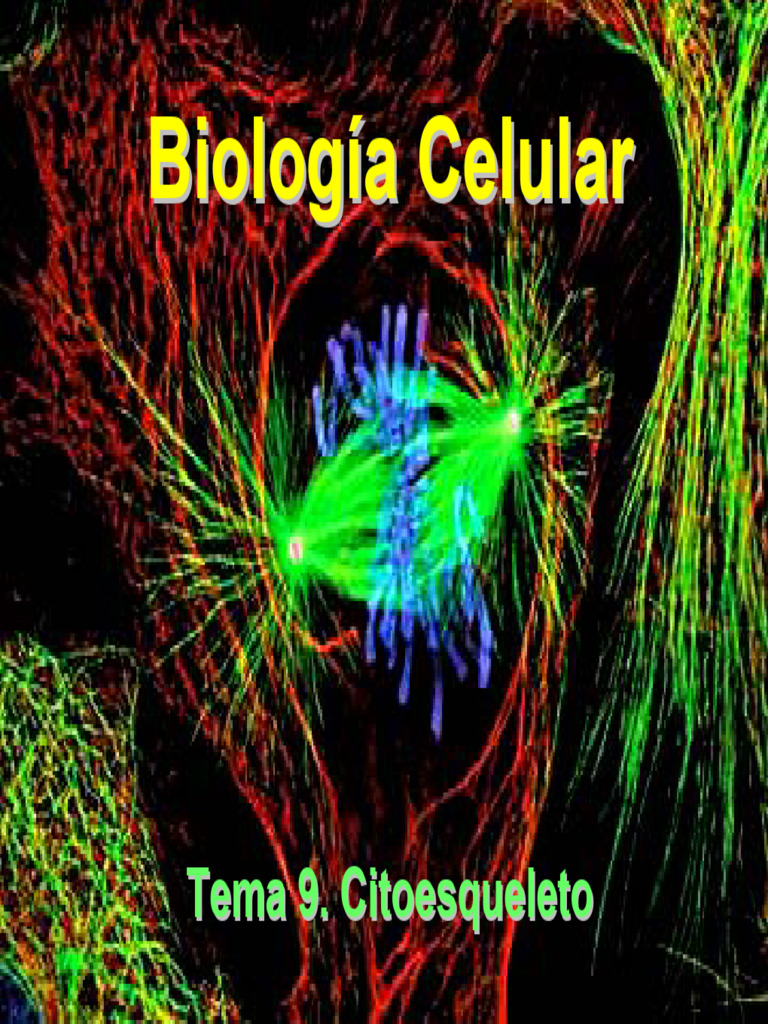 Tema 9 Citoesqueleto (2) | PDF | Actina | Microtúbulos
