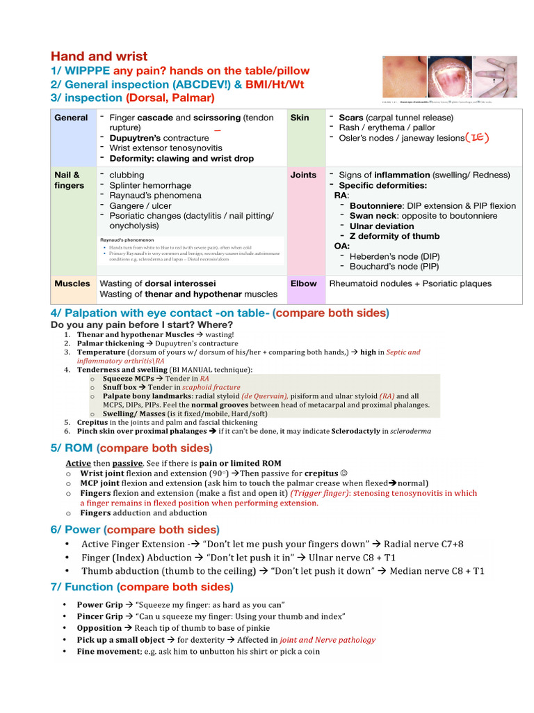 Hand and Wrist | PDF