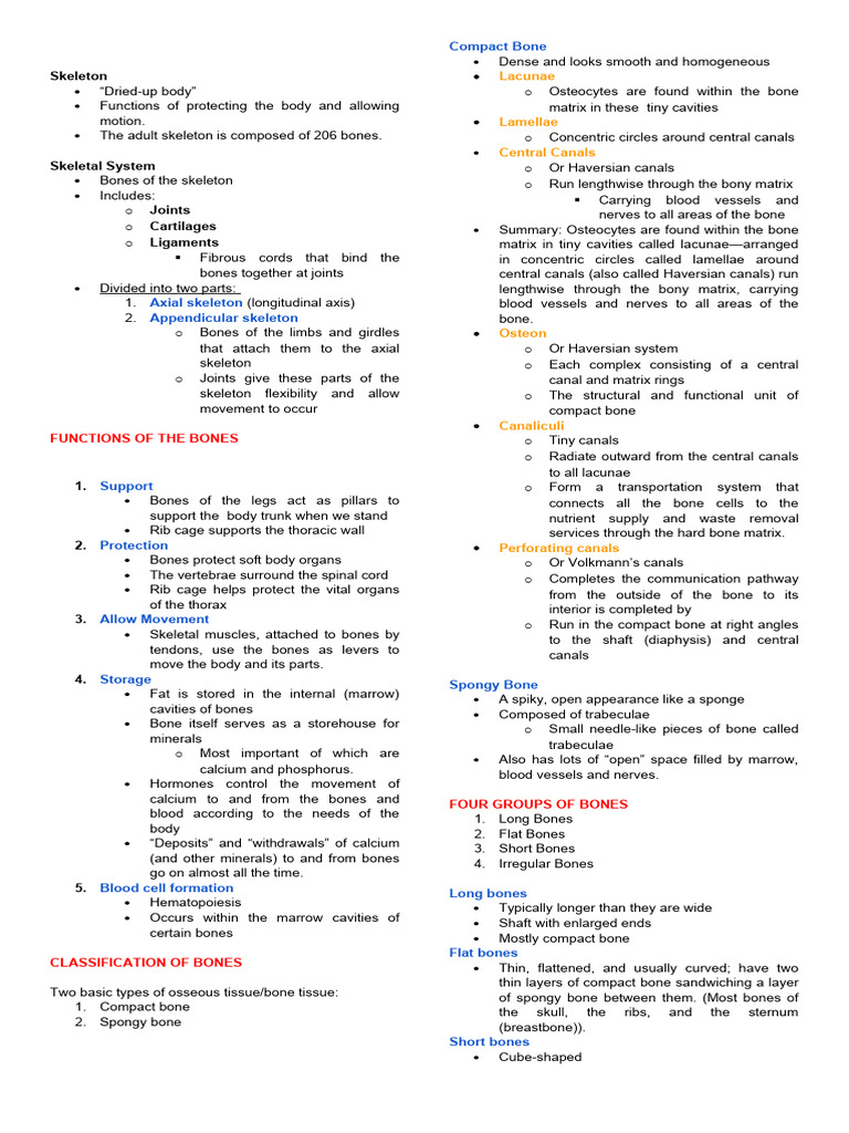 Skeletal Notes | Download Free PDF | Vertebra | Bone