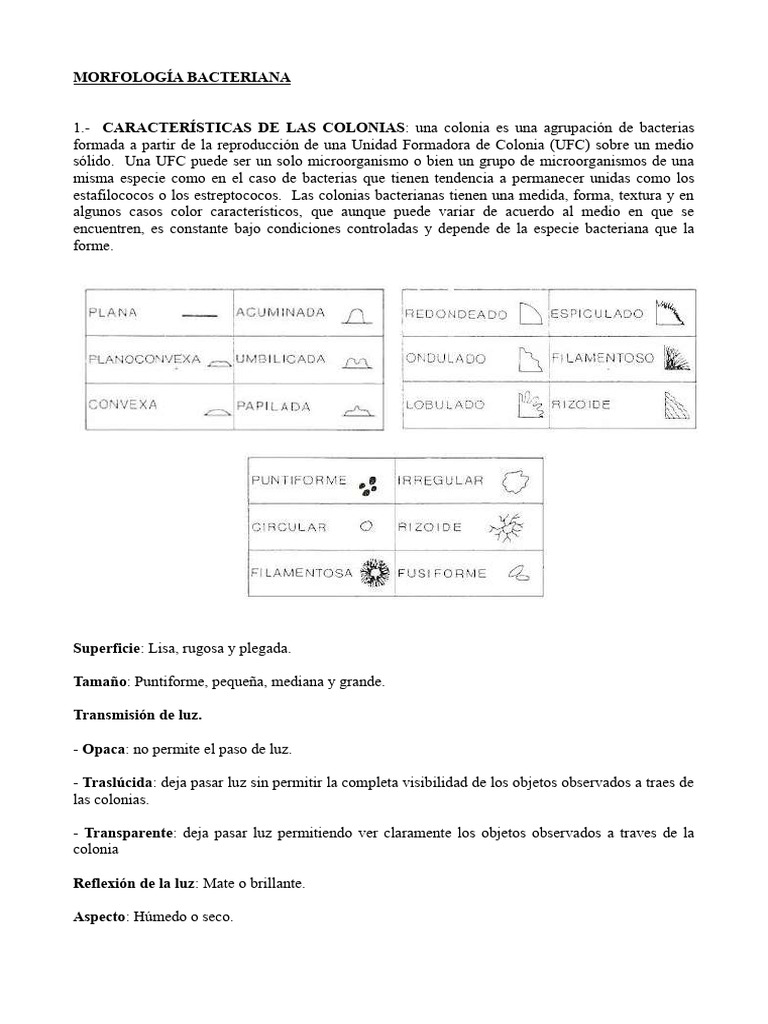 Morfología de Cocos, Bacilos y Espirilos | PDF | Las bacterias ...