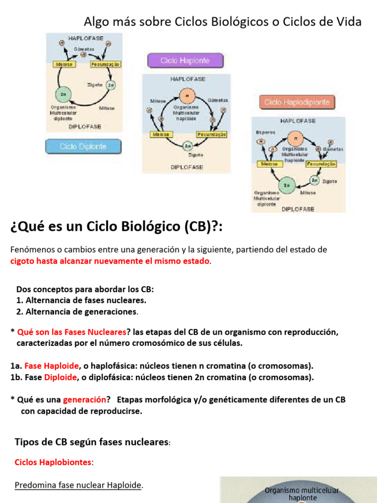 Ciclos de Vida y Modos de Desarrollo | PDF