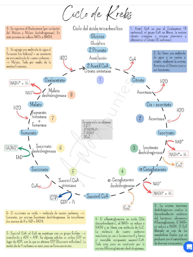 Ciclo de Krebs | PDF