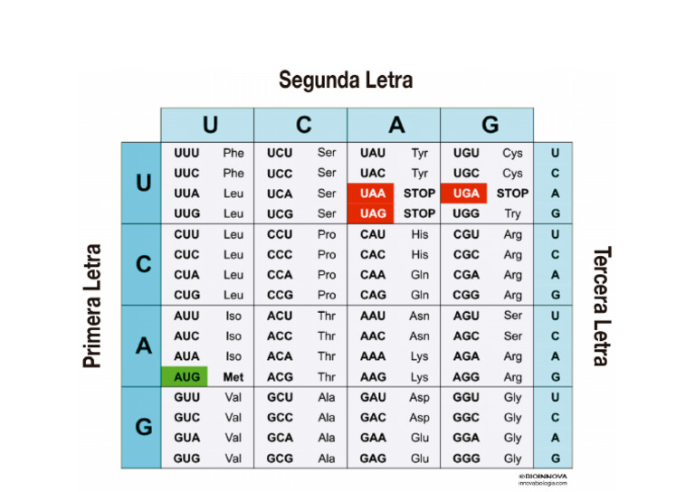 TABLA DE CODONES | PDF