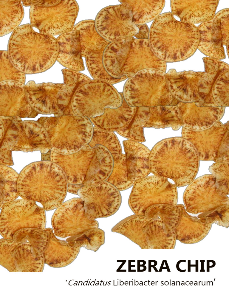 Zebra Chip | Descargar gratis PDF | Patata | Agricultura
