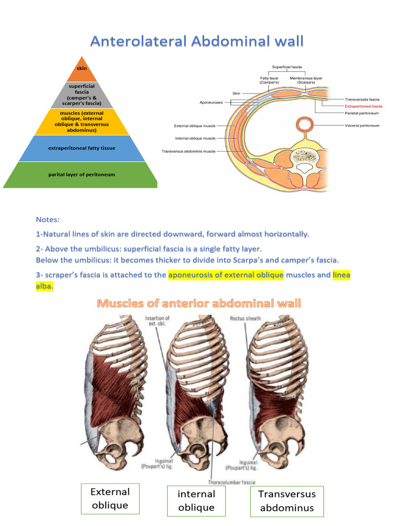 Anterolateral Abdominal Wall | PDF