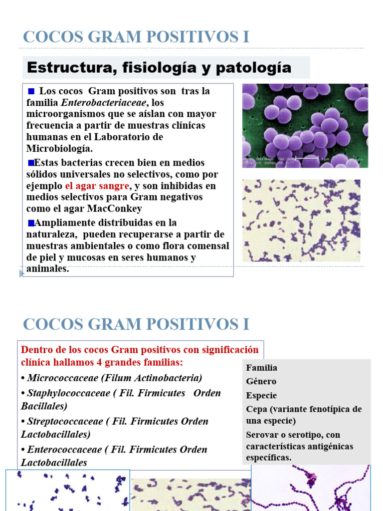 Cocos Gram Positivos | PDF