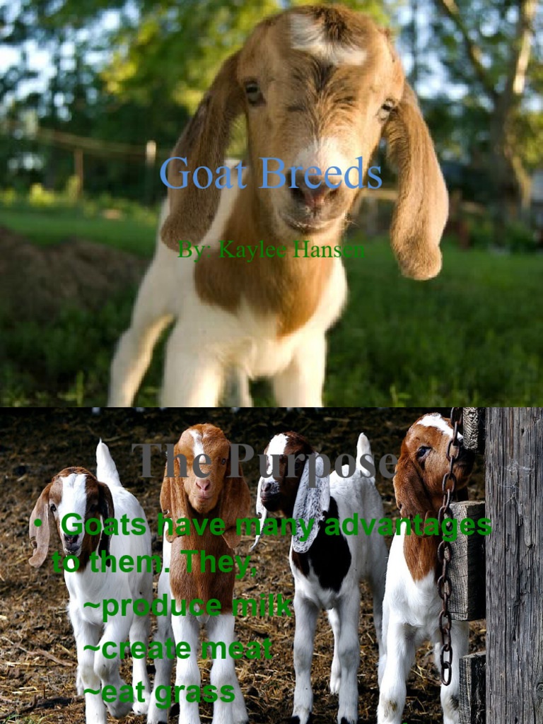 Essential Goat Breeds Overview | PDF | Cooking, Food & Wine | Home & Garden