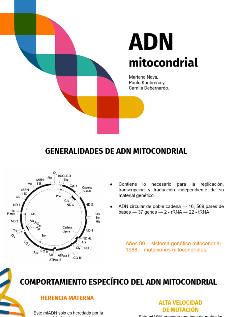 ADN Mitocondrial | PDF | Adn mitocondrial | Mutación