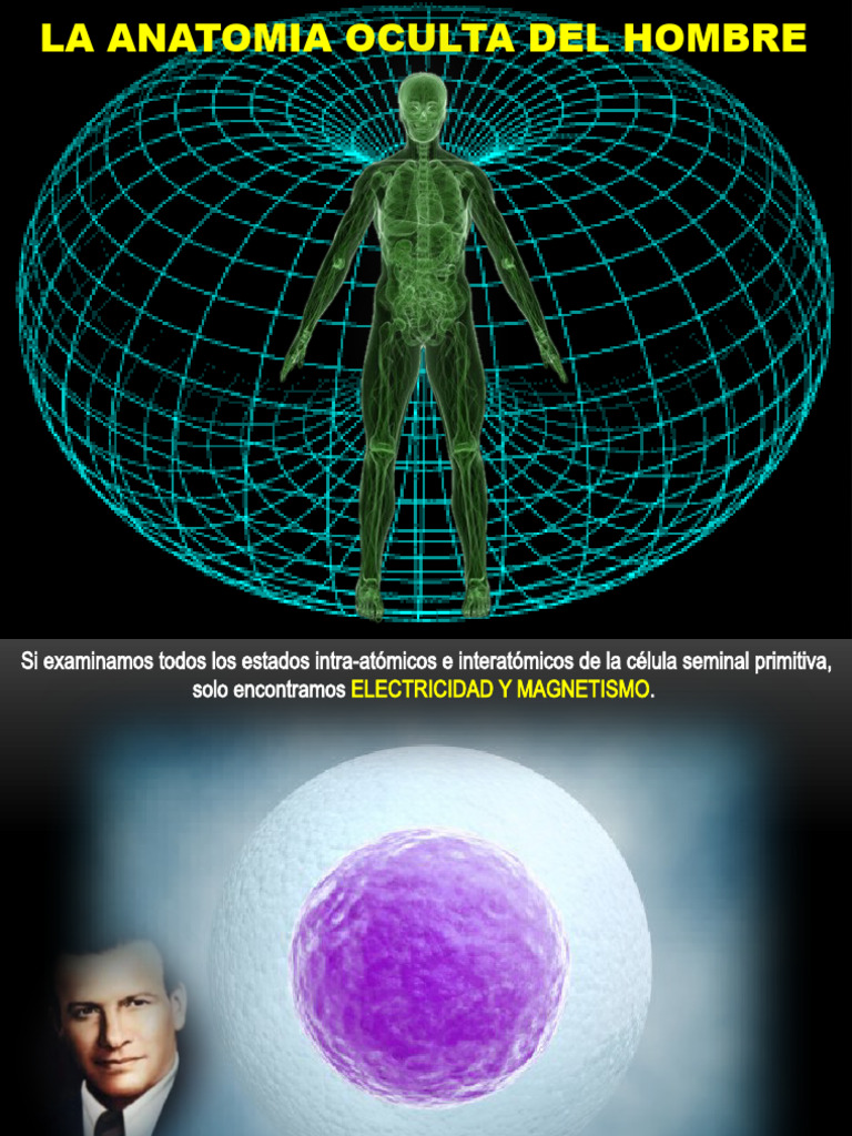 Anatomía Oculta del Hombre | PDF | Bazo | Prana