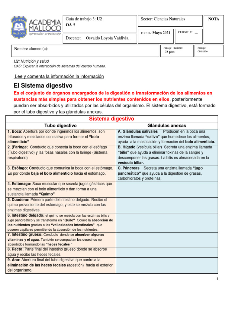 Guía N°3 Ciencias 8° Año | PDF | Digestión | Riñón