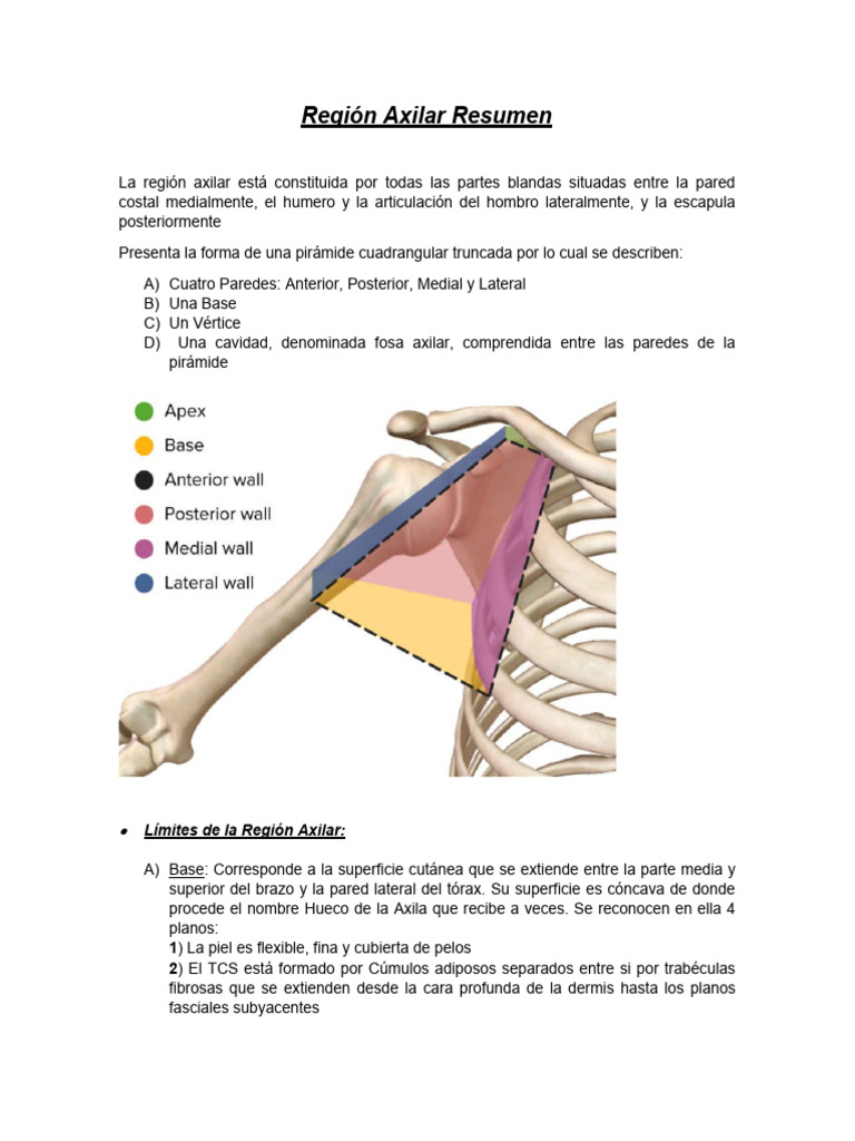 Región Axilar Resumen Prrre | PDF | Tórax | Anatomía humana