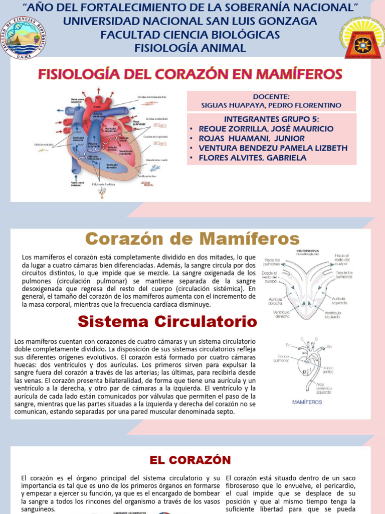 Fisiologia Del Corazon en Mamiferos Grupo 5 | Descargar gratis PDF ...
