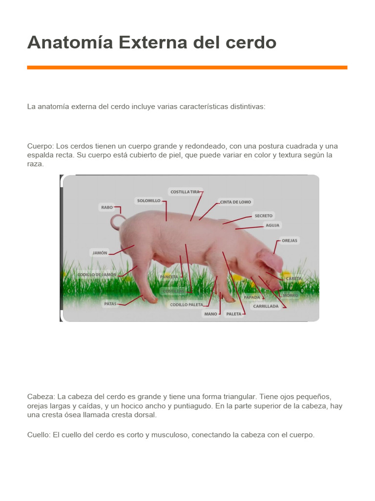 Anatomía Externa del Cerdo | PDF | Viajes y turismo | Estudios de ...