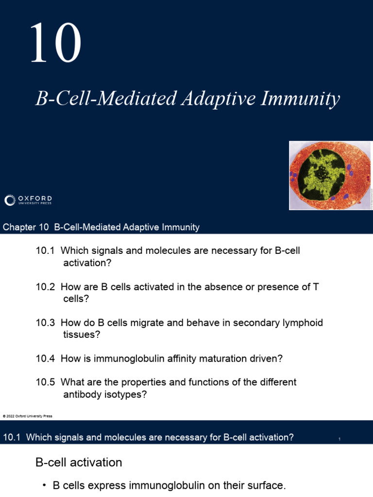 MBIO4320 Ch10 B Cell Activation Short | PDF | B Cell | Antibody