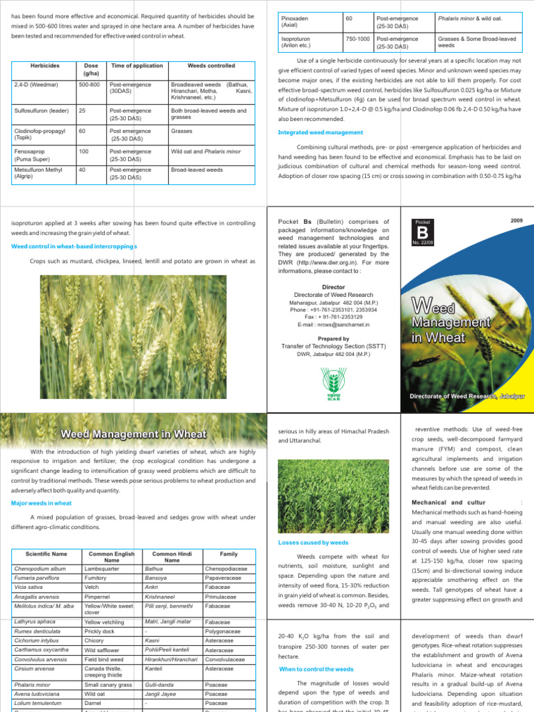 Wheat Weed Control Strategies | PDF | Herbicide | Wheat