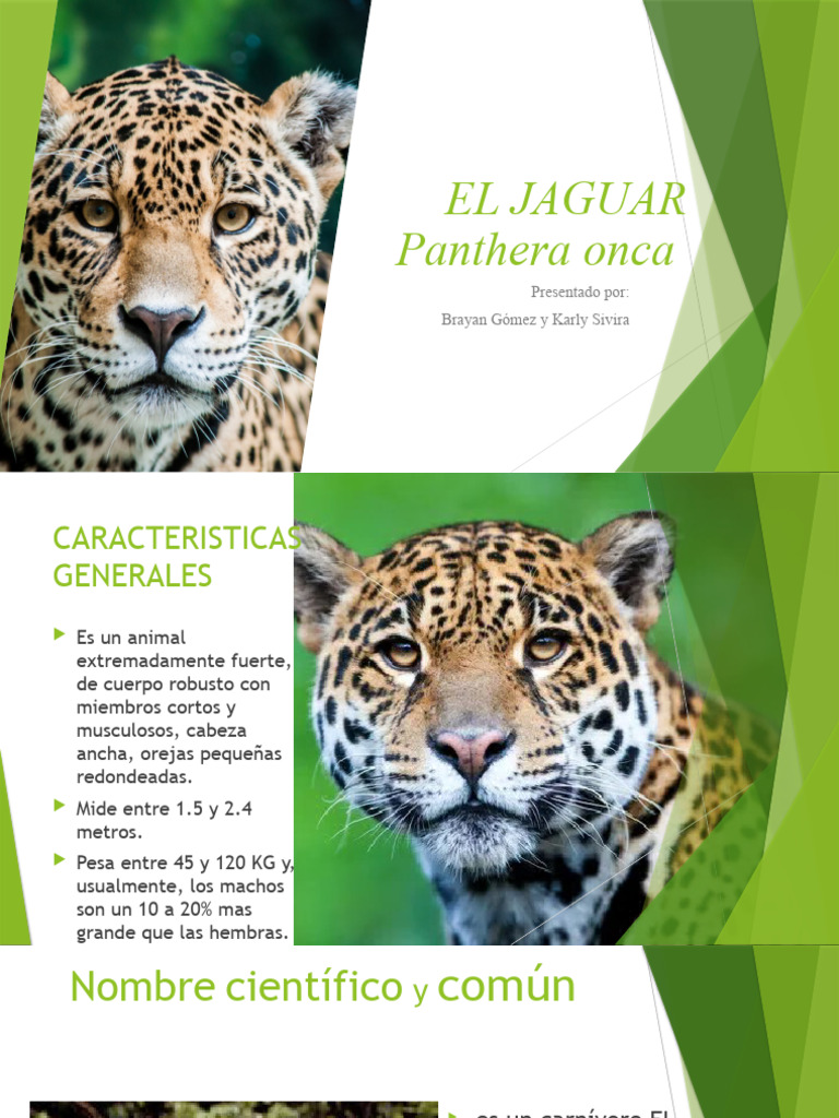La Panthera Onca | PDF | Tecnología e ingeniería