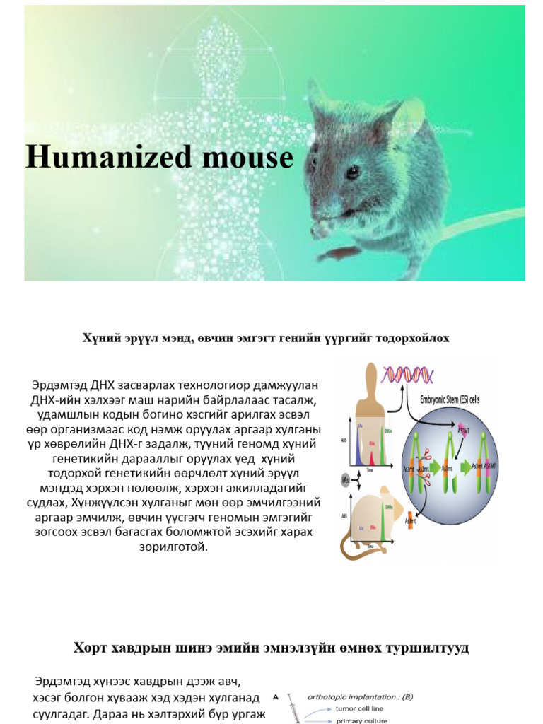 Humanized Mouse Half Life – Why Humanized Mice? – SXEO
