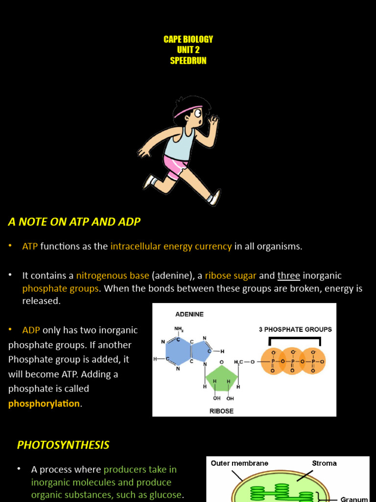 Biology Crash Course PP | PDF