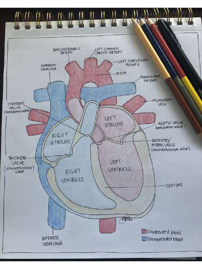 Human Heart Notes | PDF