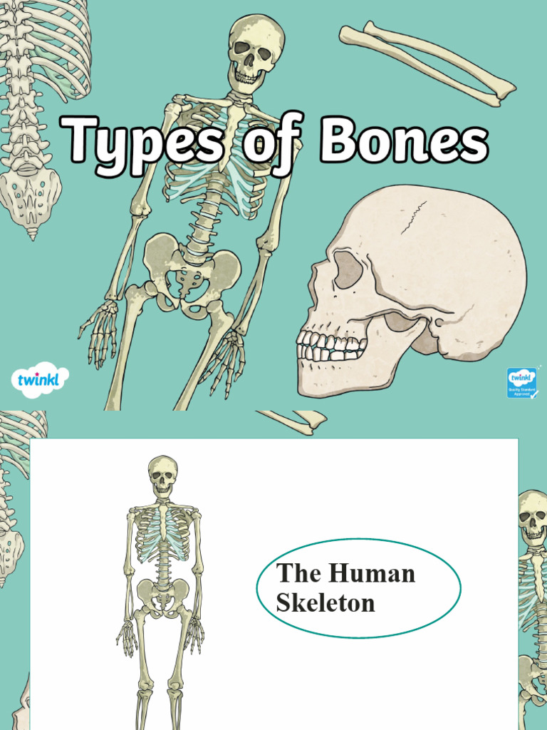 Types of Bones Powerpoint Ver 1 | PDF | Bone | Foot