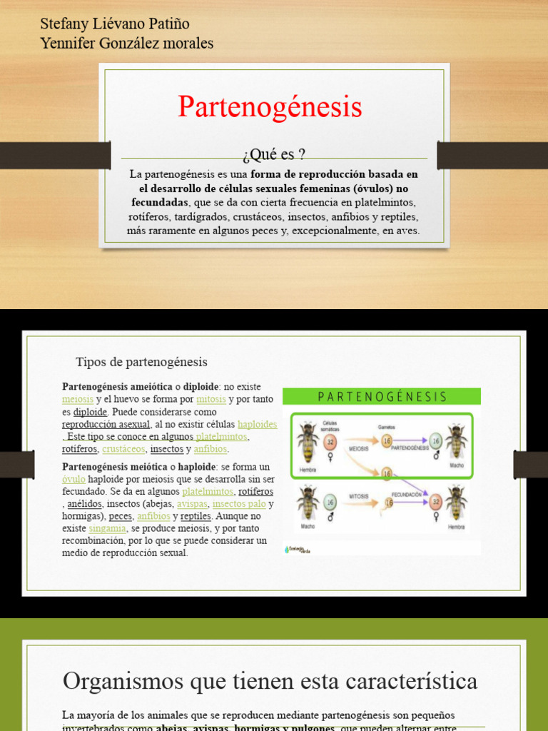 Partenogénesis | PDF