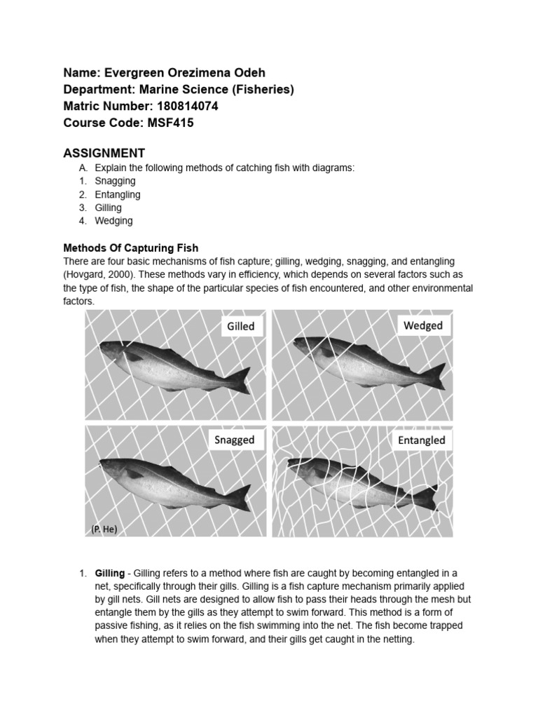 Evergreen Odeh - MSF415 ASSIGNMENT - 04.12.23 | PDF | Angling | Fish