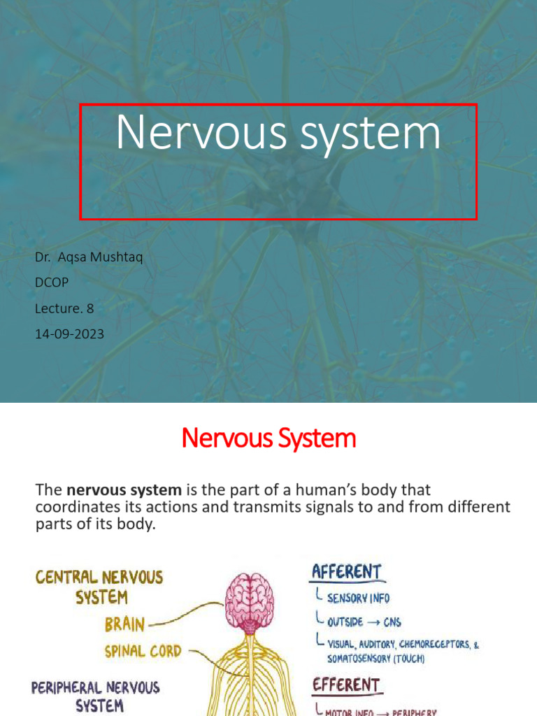 Spinal Reflex LEC 8,9 | PDF