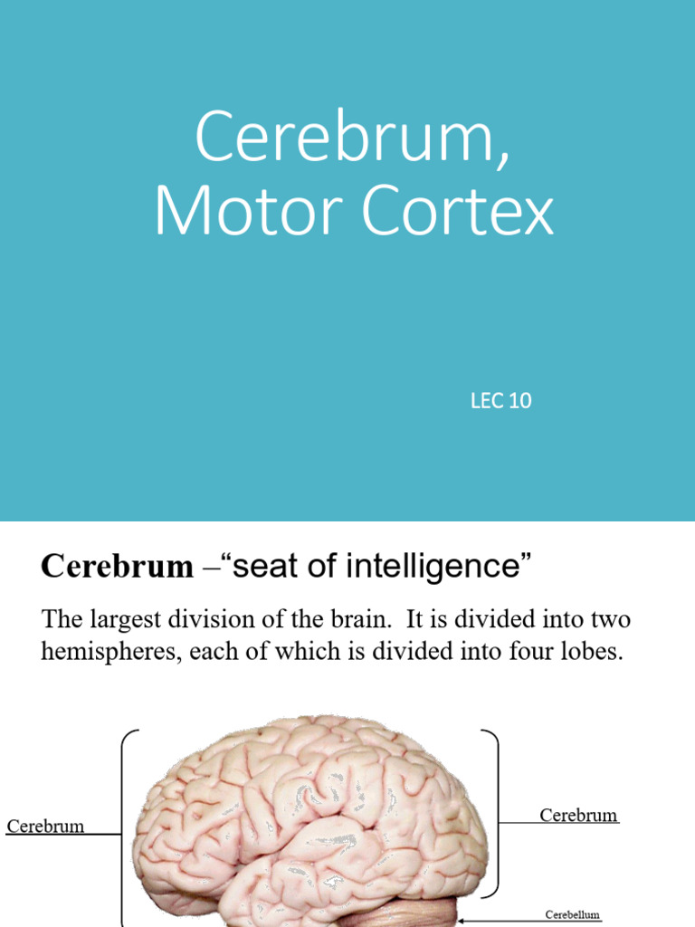 Cerebral Cortex Functions Lec 10 & 11 | PDF | Foreign Language Studies ...