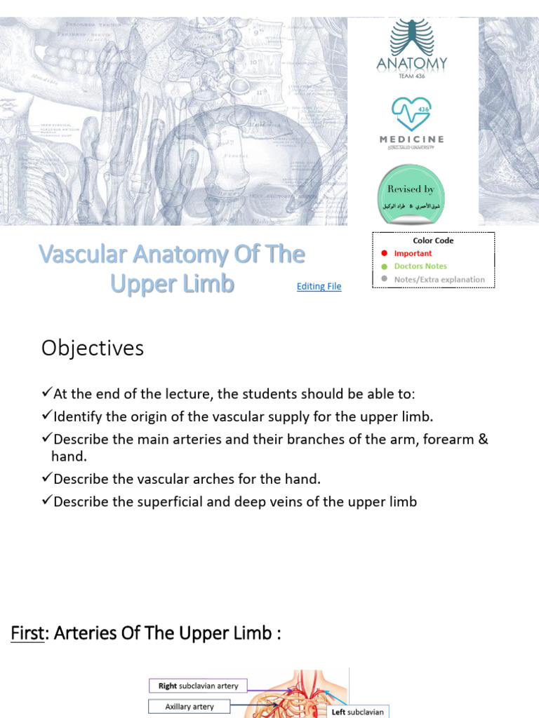 Upper Limb Vascular Anatomy Overview | PDF | Arm | Elbow
