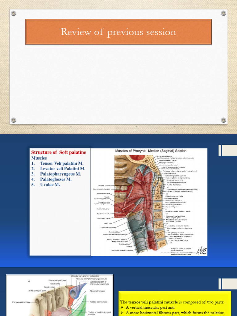 Teeth, Vessels and Nerves of Oral Cavity | PDF | Dental Anatomy | Human ...
