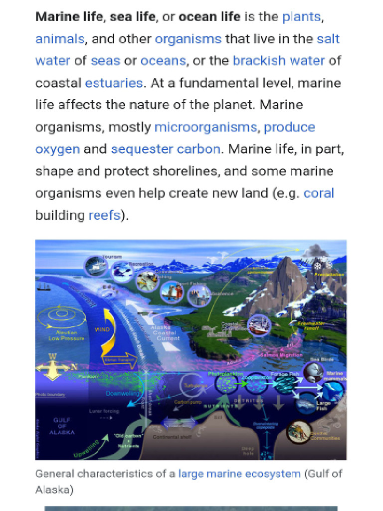 Marine Life | PDF