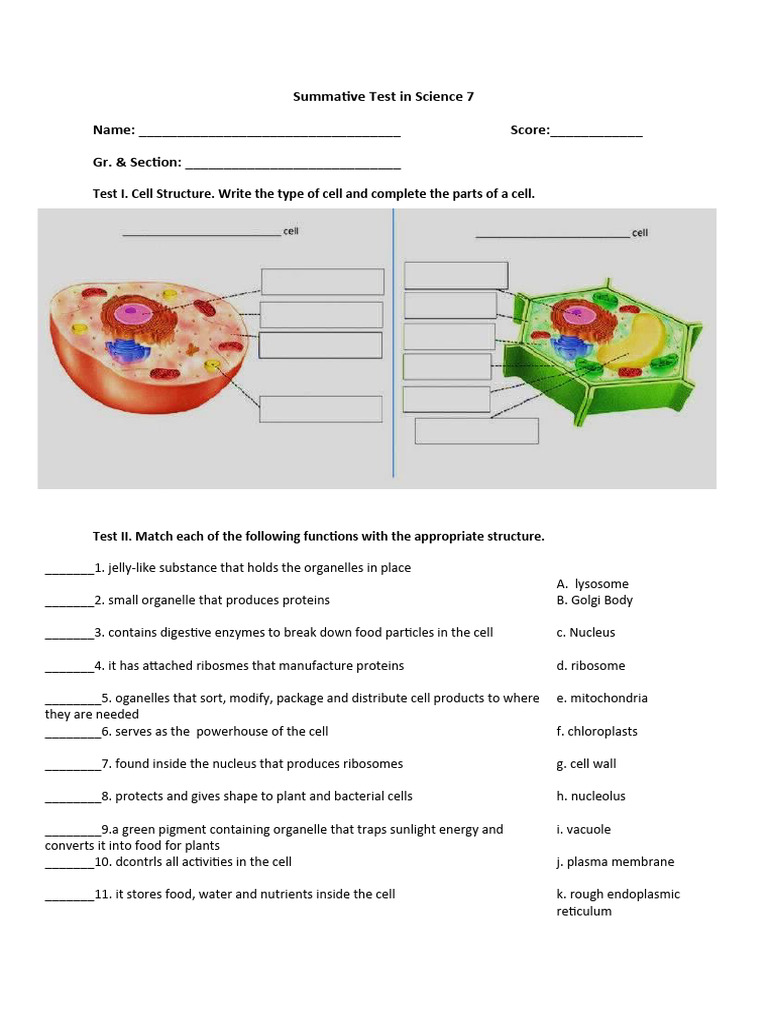 7th Grade Cells Summative Test | PDF