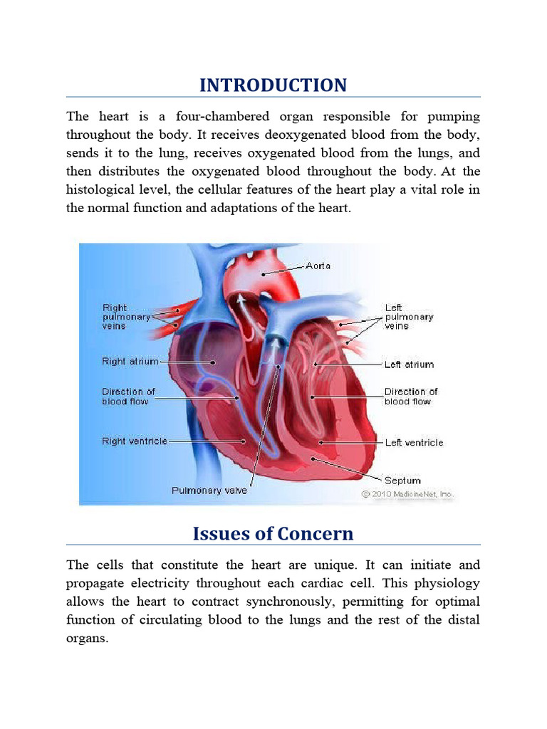 Human Heart | PDF | Heart | Heart Valve