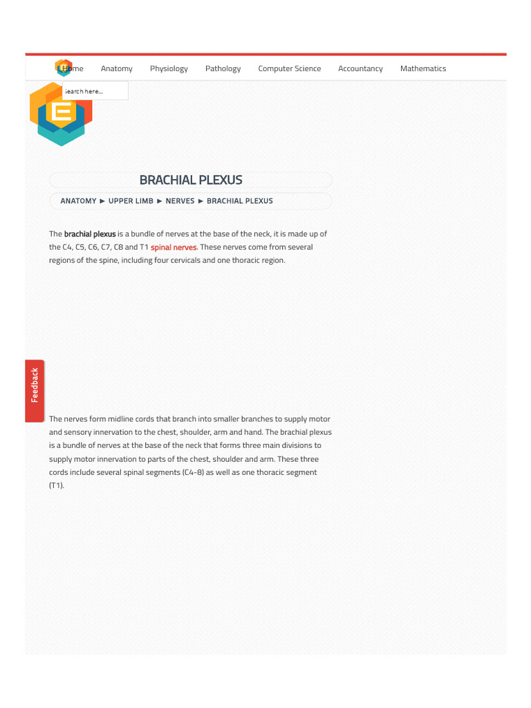 brachial plexus | PDF