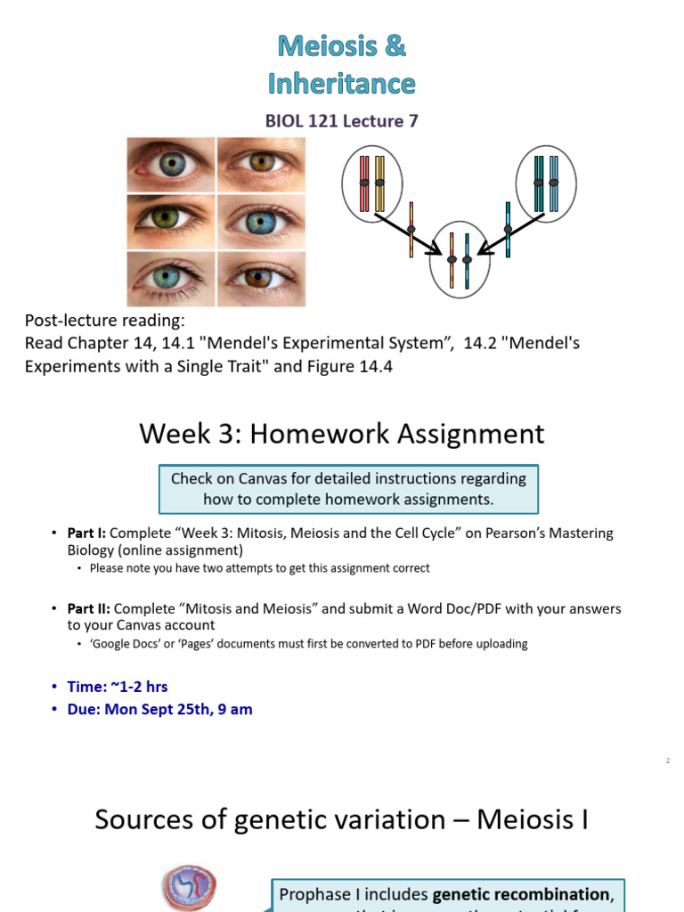 L7 Meiosis Inheritance 2023 | PDF | Meiosis | Genetic Linkage