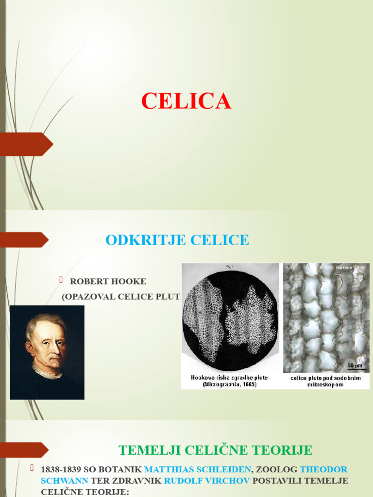 CELICA (Vrste + Mitoza in Mejoza) | PDF