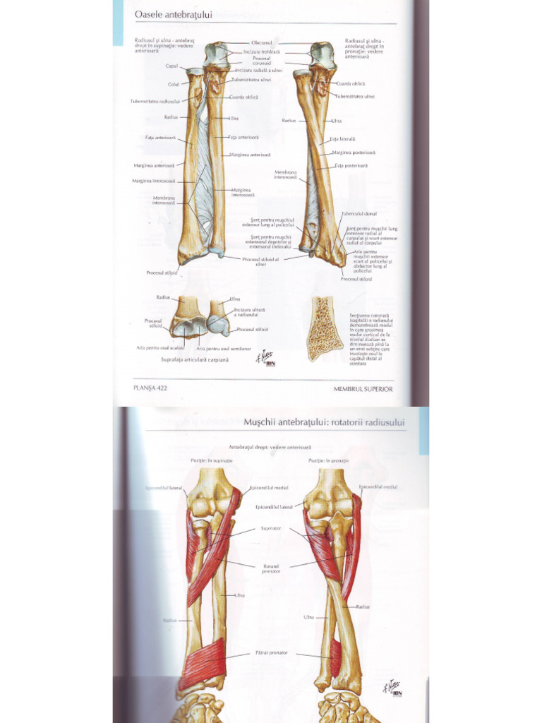 Antebrat Atlas | PDF