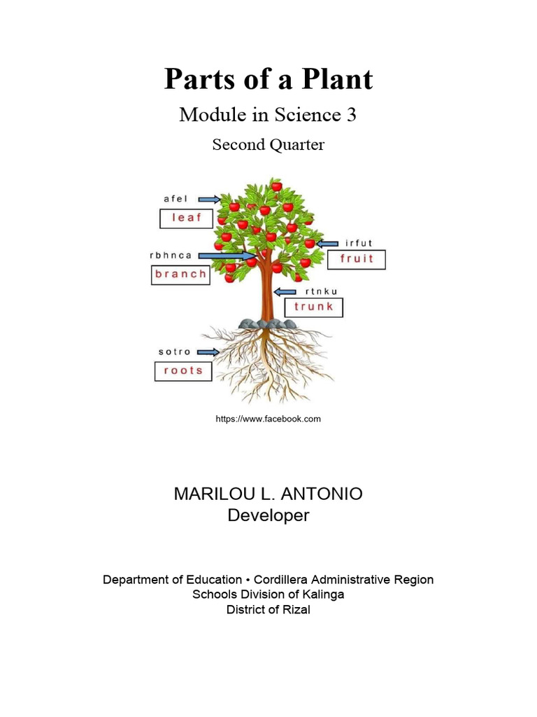 Sc3-Q2-Parts - of - Different - Kinds - of - Plants-By-Marilou-Antonio | PDF | Leaf | Flowers