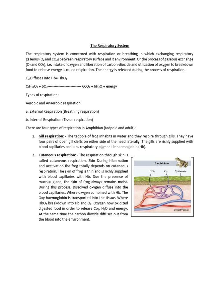 Respiratory System | PDF