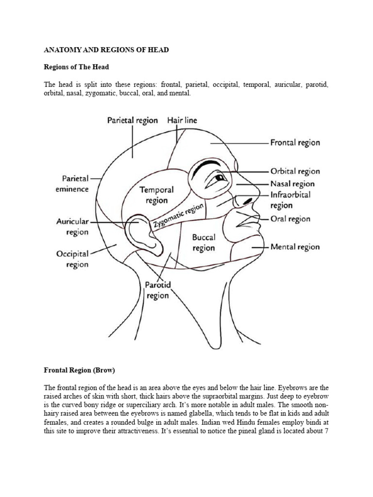 Sentanatomy and Regions of Head | PDF