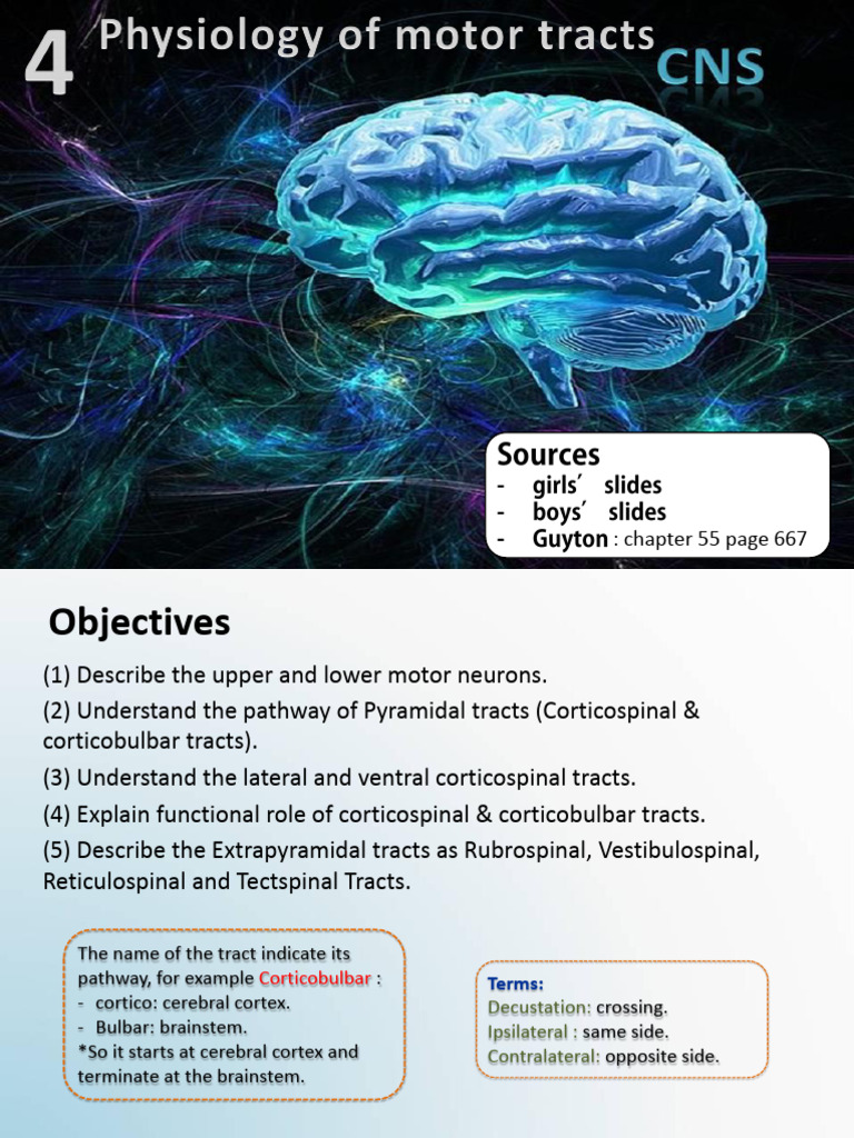 L4-Physiology of motor tracts | PDF