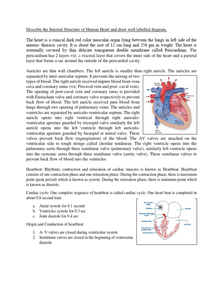 Internal Structure of the Human Heart | PDF | Heart Valve | Ventricle ...