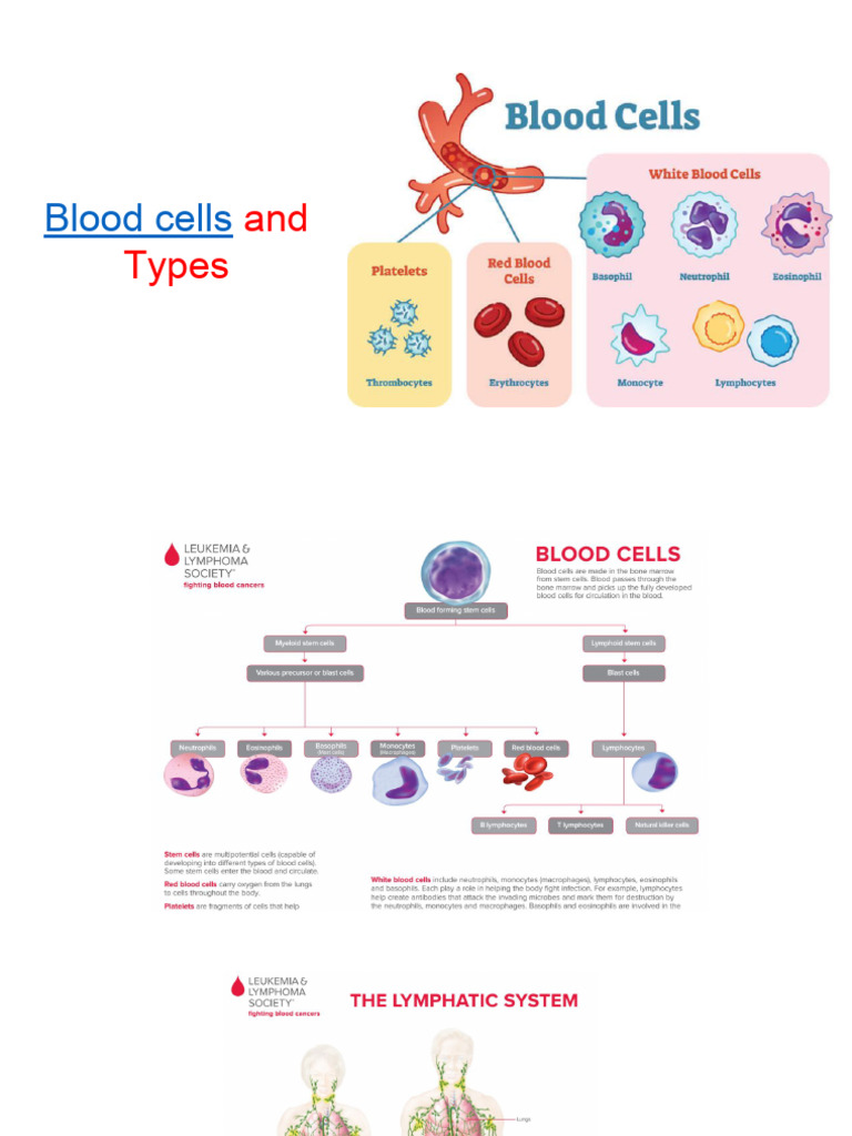 Blood Cells | PDF | Immune System | T Cell