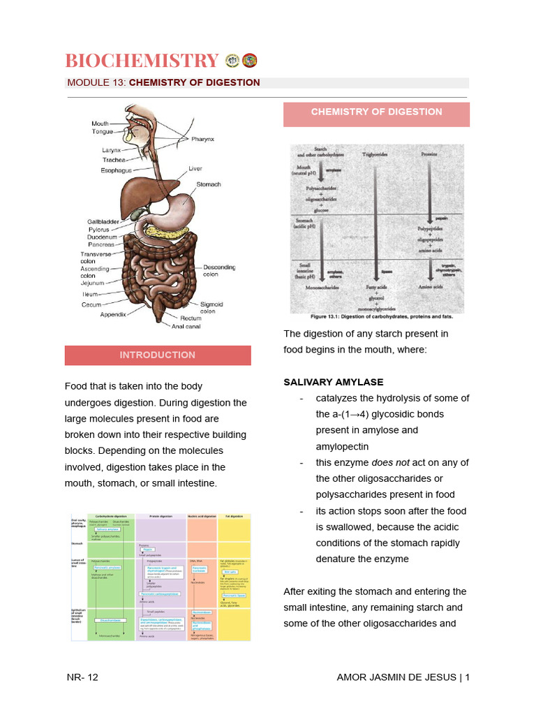 Module 13 Chemistry of Digestion | PDF | Digestion | Hydrolysis