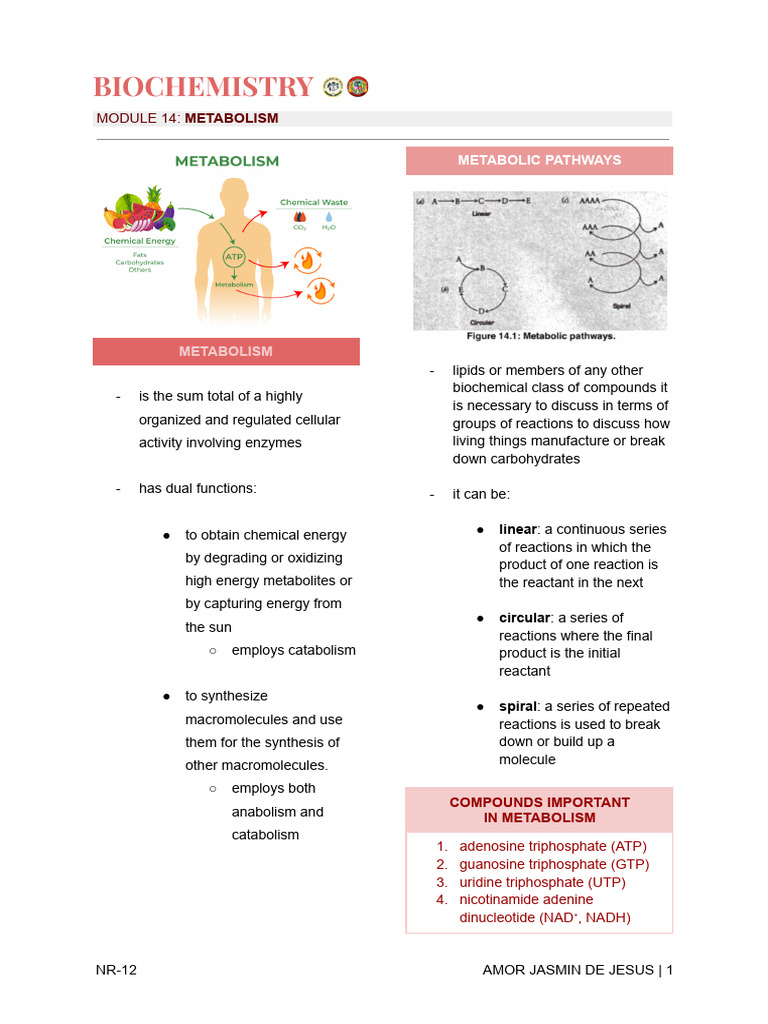 Module 14 Metabolism | PDF | Metabolism | Pyruvic Acid