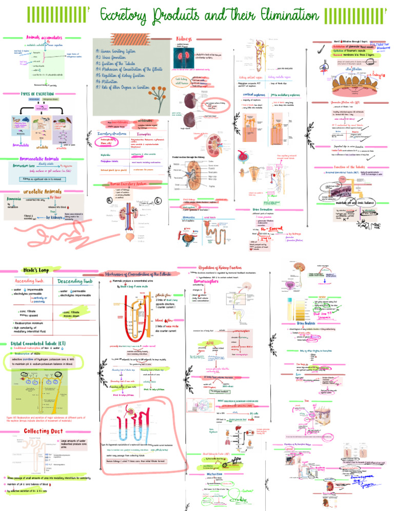 Excretion - Micronotes | PDF | Kidney | Organ (Anatomy)