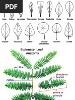 Leaf Apices | PDF | Plants | Nature